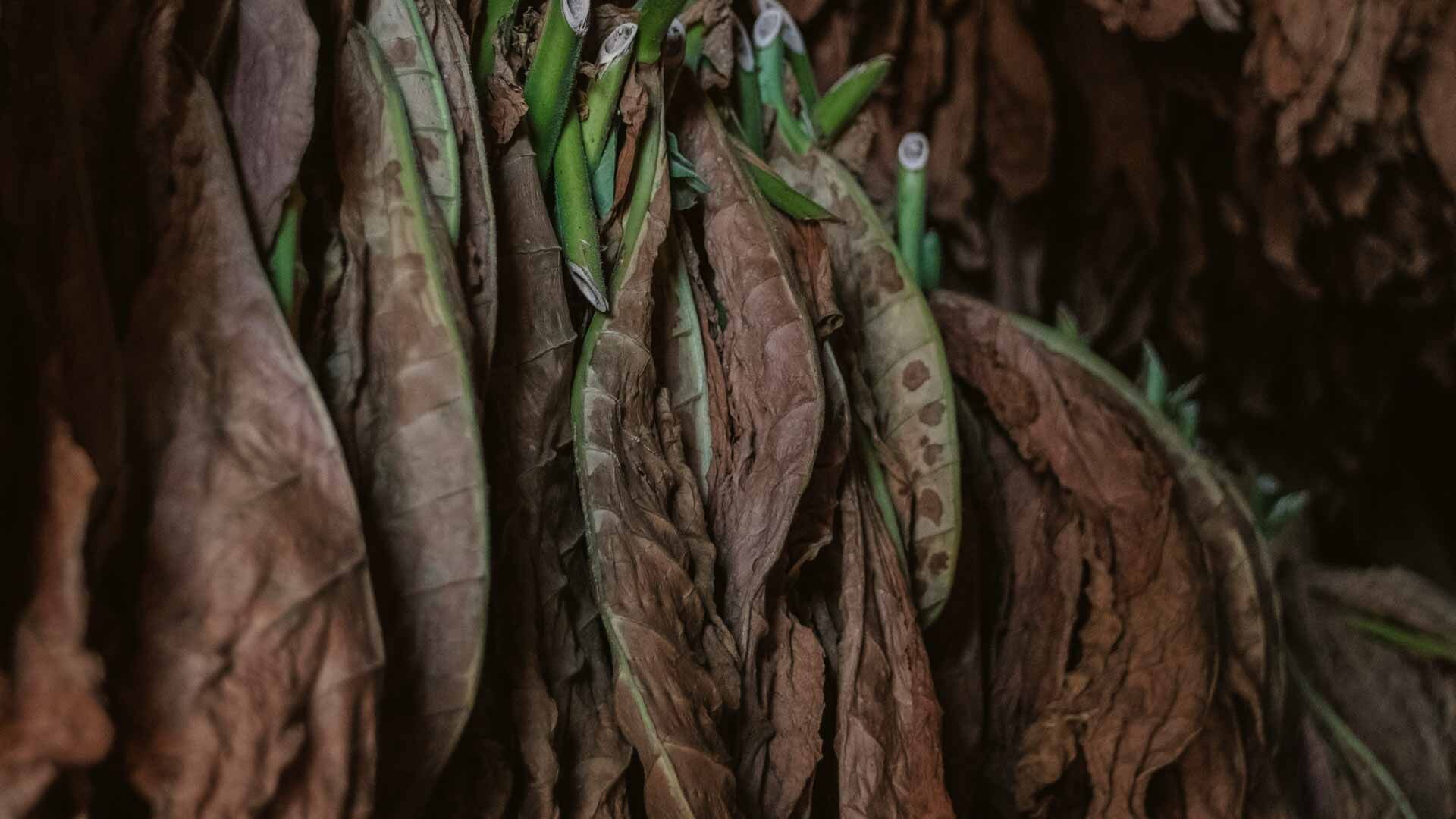 Kautabak, die Alternative zu Snus. Endlich rauchfrei werden!